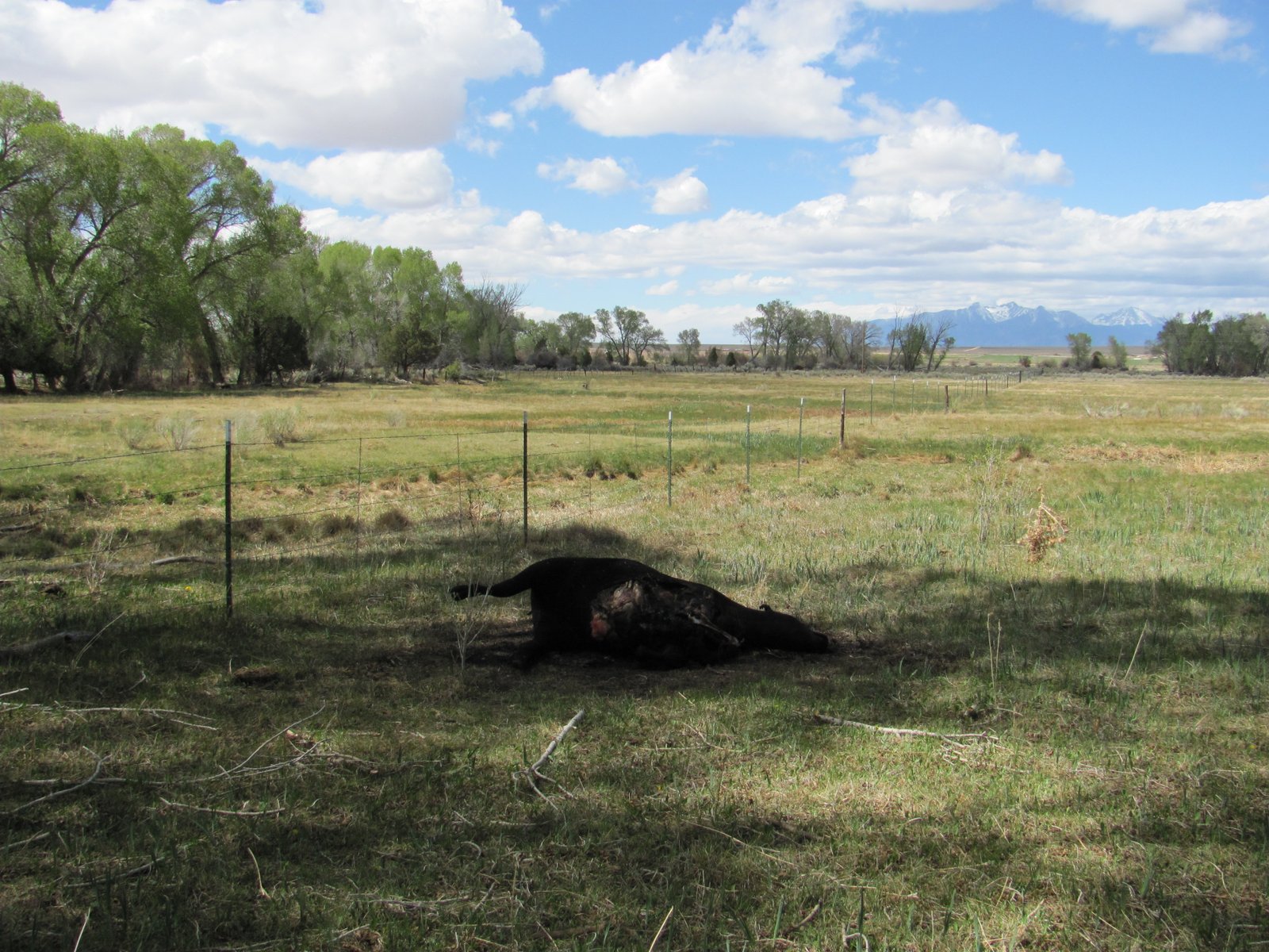 Cattle Mutilation Occurs in Rancher's Livestock, May 15th 2011 ...